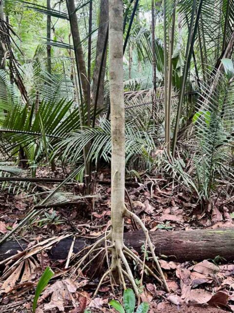 How to visit the Brazilian Amazon: 4-nights in the Jungle at the ...