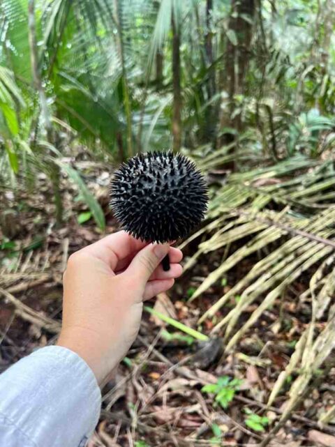 How to visit the Brazilian Amazon: 4-nights in the Jungle at the ...